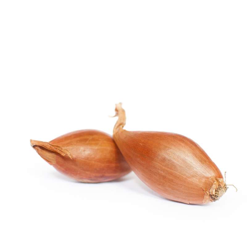 Echalote, variété échalion "cuisse de poulet", France | La belle vie ...