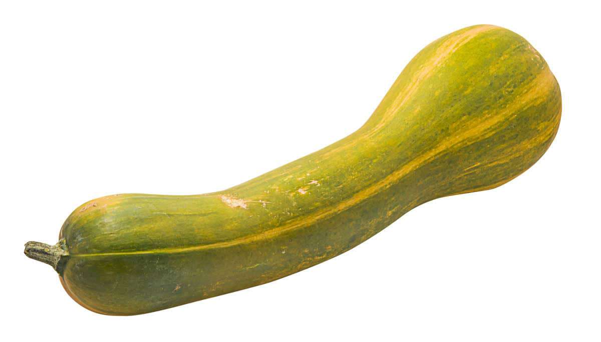 Courge longue de Nice BIO, France | La Belle Vie : Courses en Ligne ...