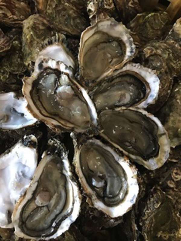 Huitres creuses fine du Golfe du Morbihan, Diploïdes N°3 (Bourriche de ...