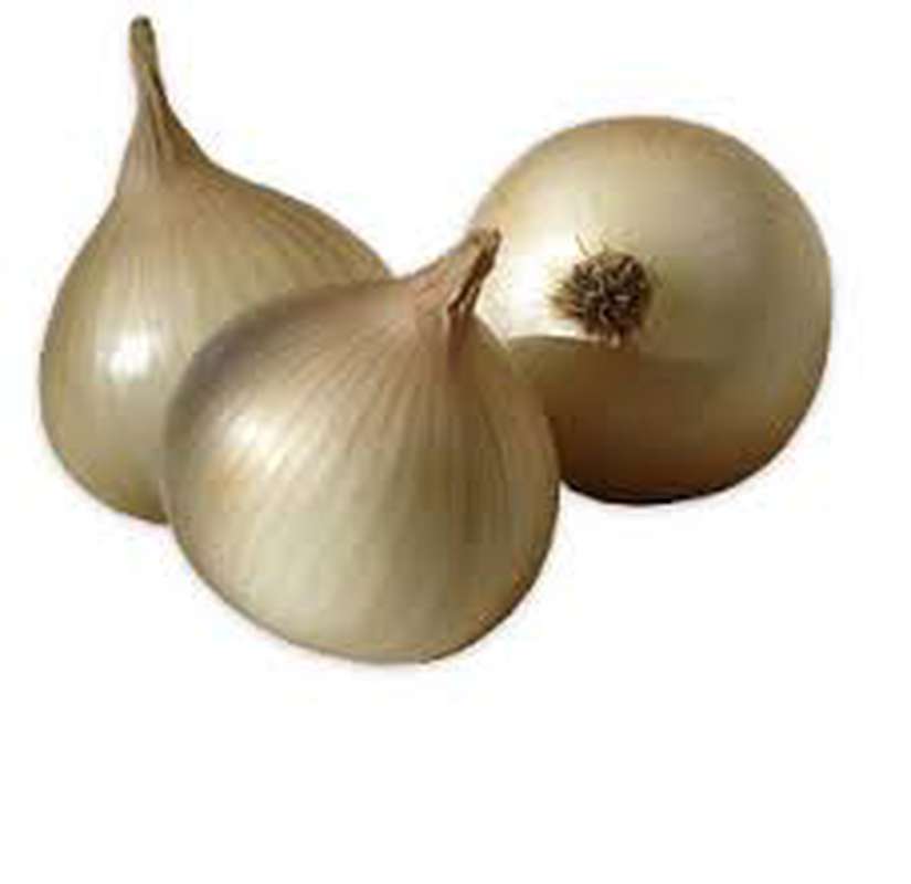 Oignon doux St André ou des Cévennes (petit calibre), France | La Belle ...