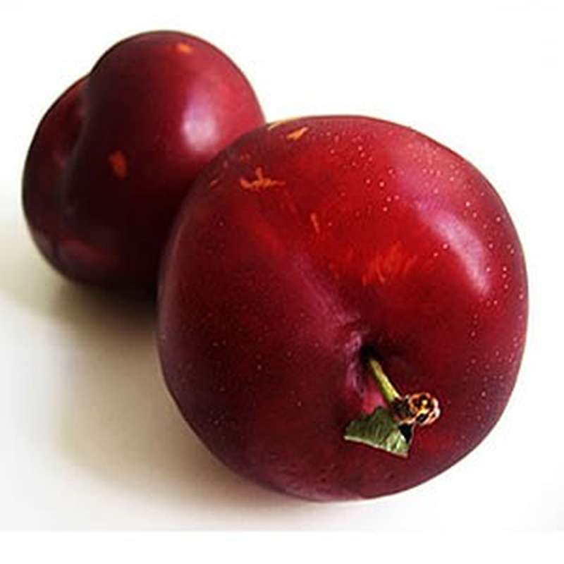 Prune rouge Angeleno Esp. | La Belle Vie : Changez votre vision des courses