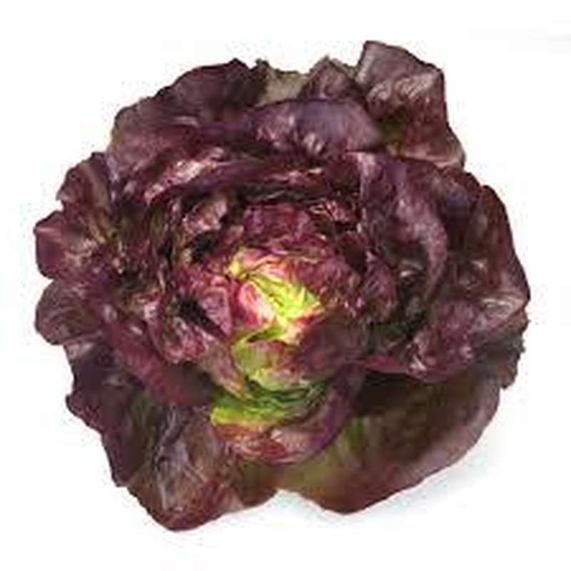 Salade laitue rouge région, France | La belle vie : Changez votre ...