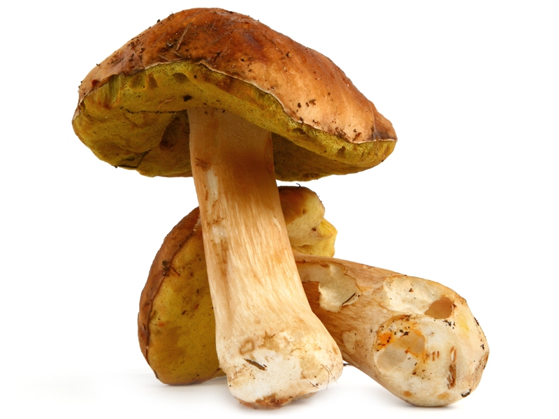 Gros cèpes (1 kg) | La belle vie : grande épicerie fine et fraiche